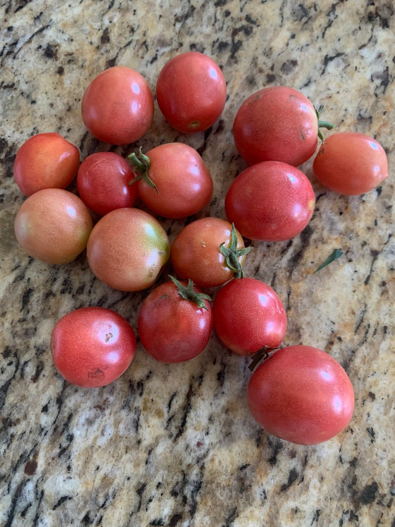 Rosy Finch Micro Dwarf Tomato - Etsy