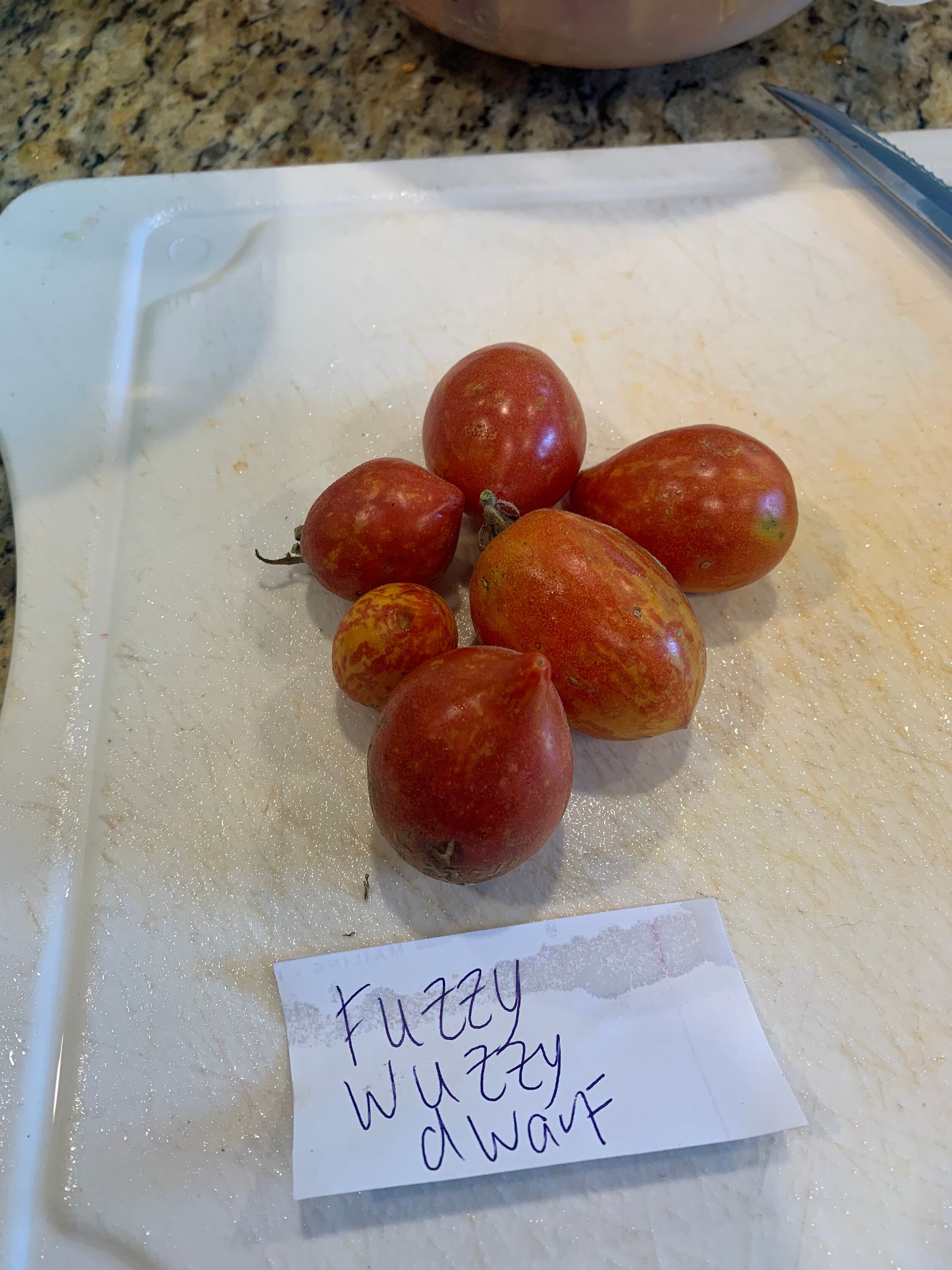 Fuzzy Wuzzy Dwarf Tomato - Etsy