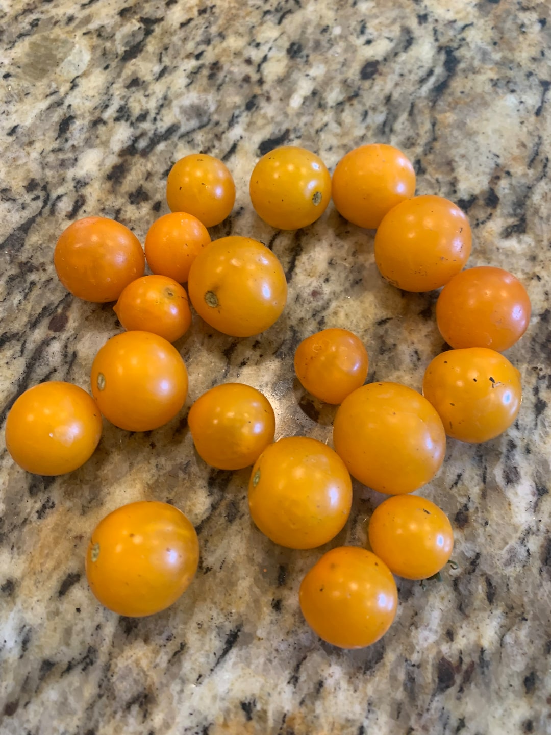 Jochalos Micro Dwarf Tomato - Etsy