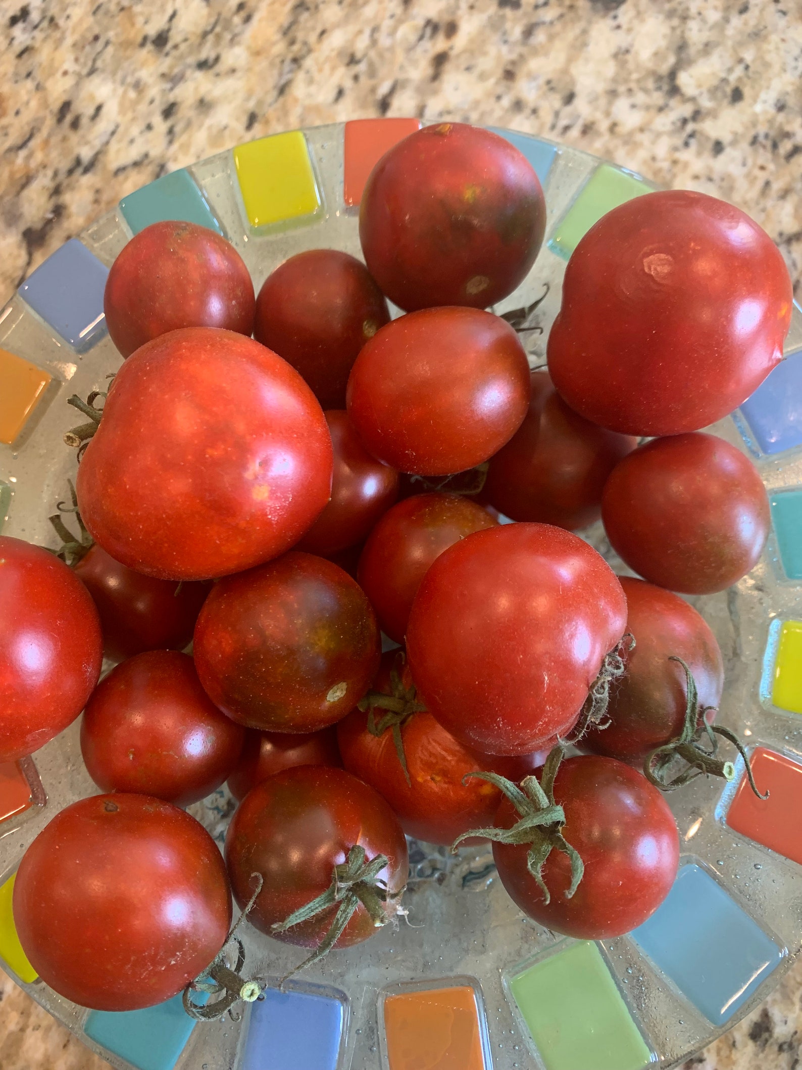 Bundaberg Rumball Dwarf Tomato - Etsy