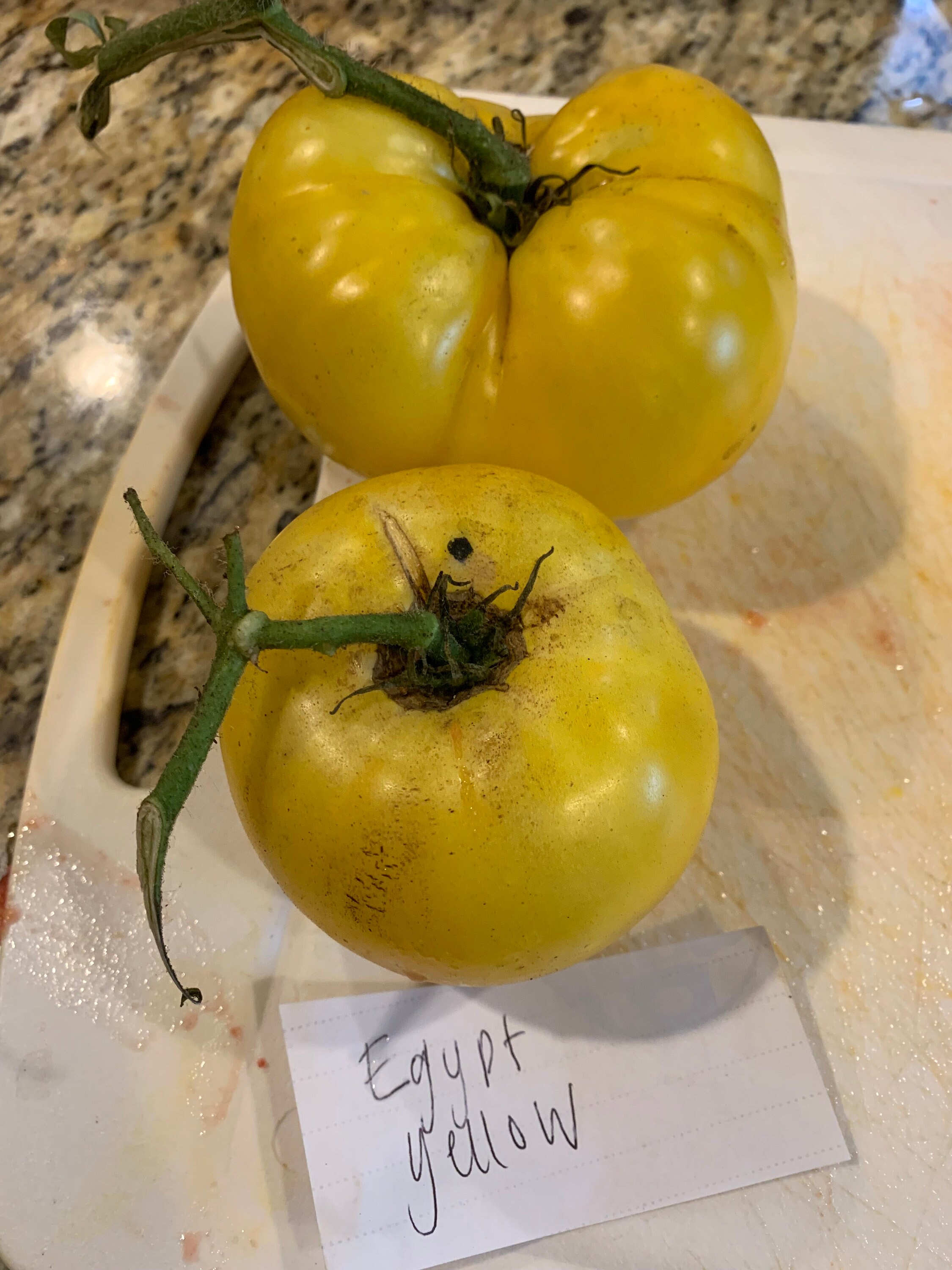 Egypt Yellow Dwarf Tomato - Etsy