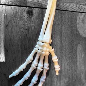 Articulated Skeleton Hand - Etsy