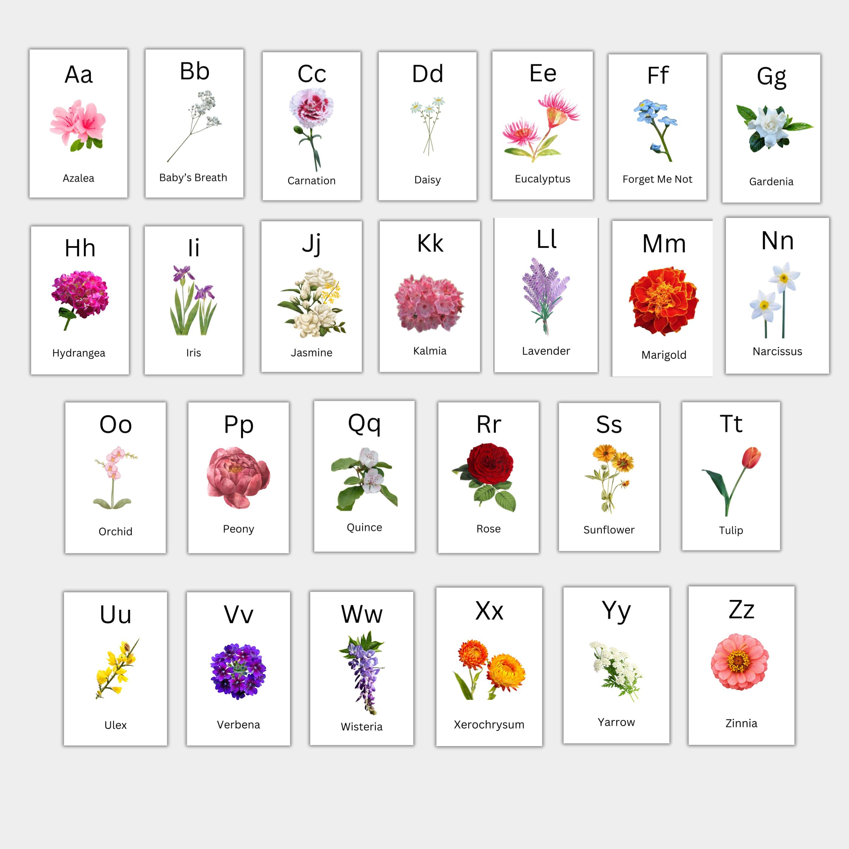 Flower Alphabet Flash Cards Template, Educational Montessori Cards ...