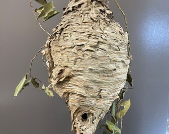 Hornet Paper Wasp Nest - Etsy