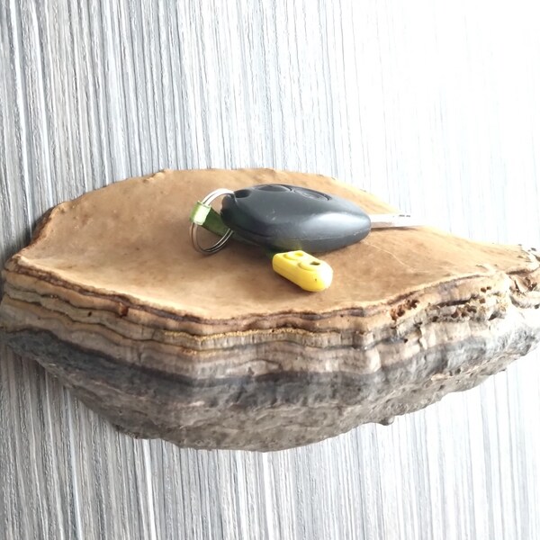 Shelf Mushroom Etsy Uk