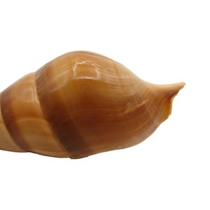 Spiral Turrid Natural Seashell 4" Nautical Sea Beach Tibia Curta Shell ...