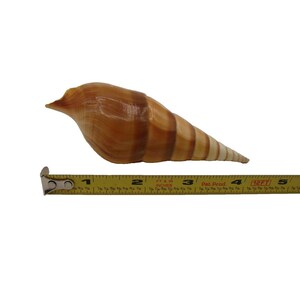 Spiral Turrid Natural Seashell 4" Nautical Sea Beach Tibia Curta Shell ...