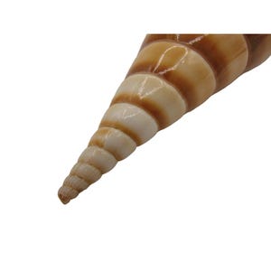 Spiral Turrid Natural Seashell 4" Nautical Sea Beach Tibia Curta Shell ...