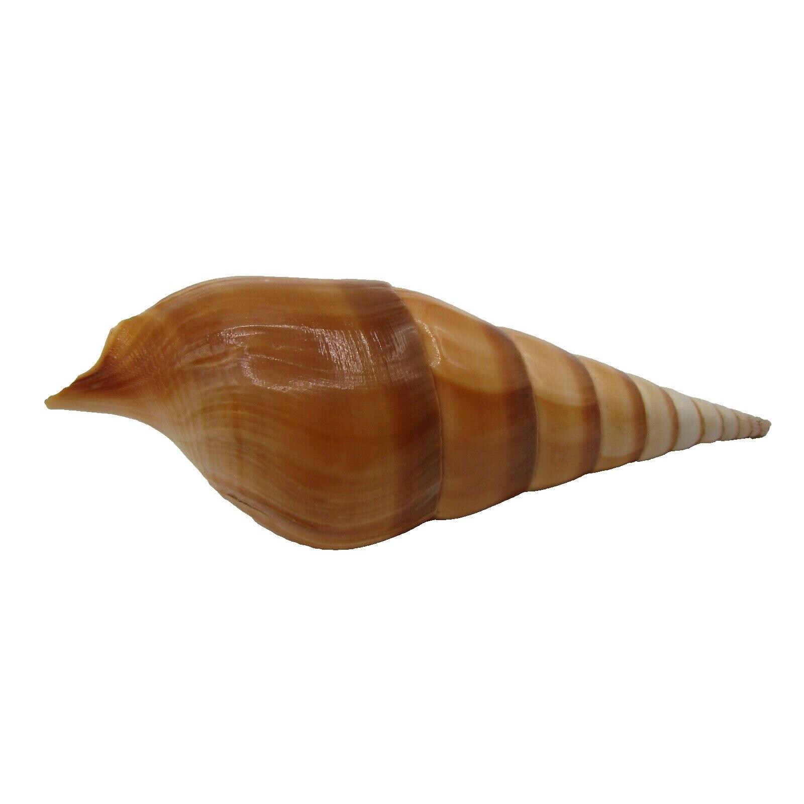 Spiral Turrid Natural Seashell 4" Nautical Sea Beach Tibia Curta Shell ...