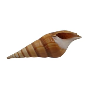 Spiral Turrid Natural Seashell 4" Nautical Sea Beach Tibia Curta Shell ...