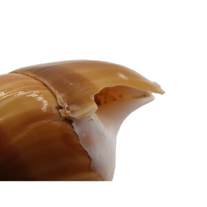 Spiral Turrid Natural Seashell 4" Nautical Sea Beach Tibia Curta Shell ...