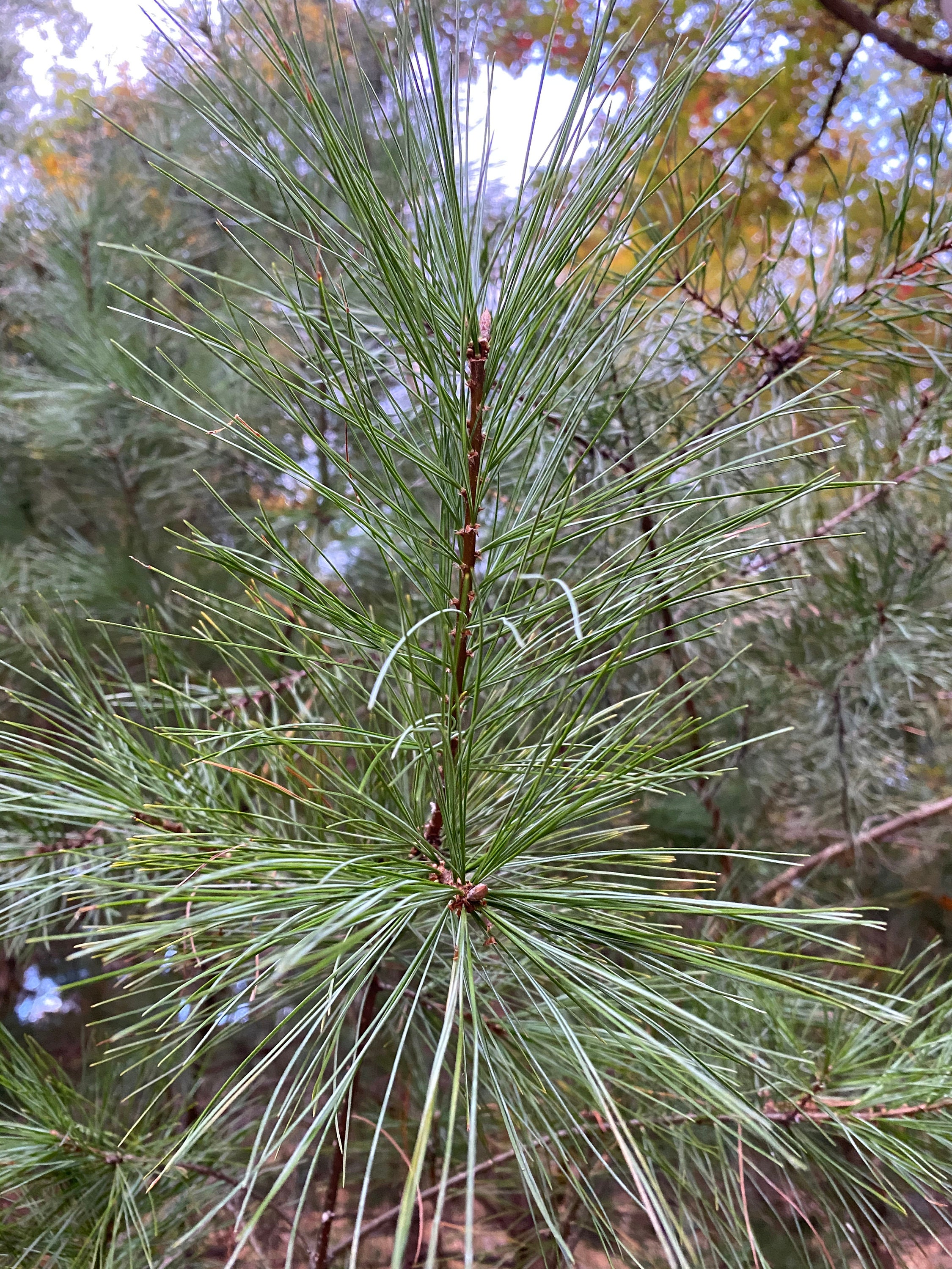 Organic White Pine Needles - Etsy