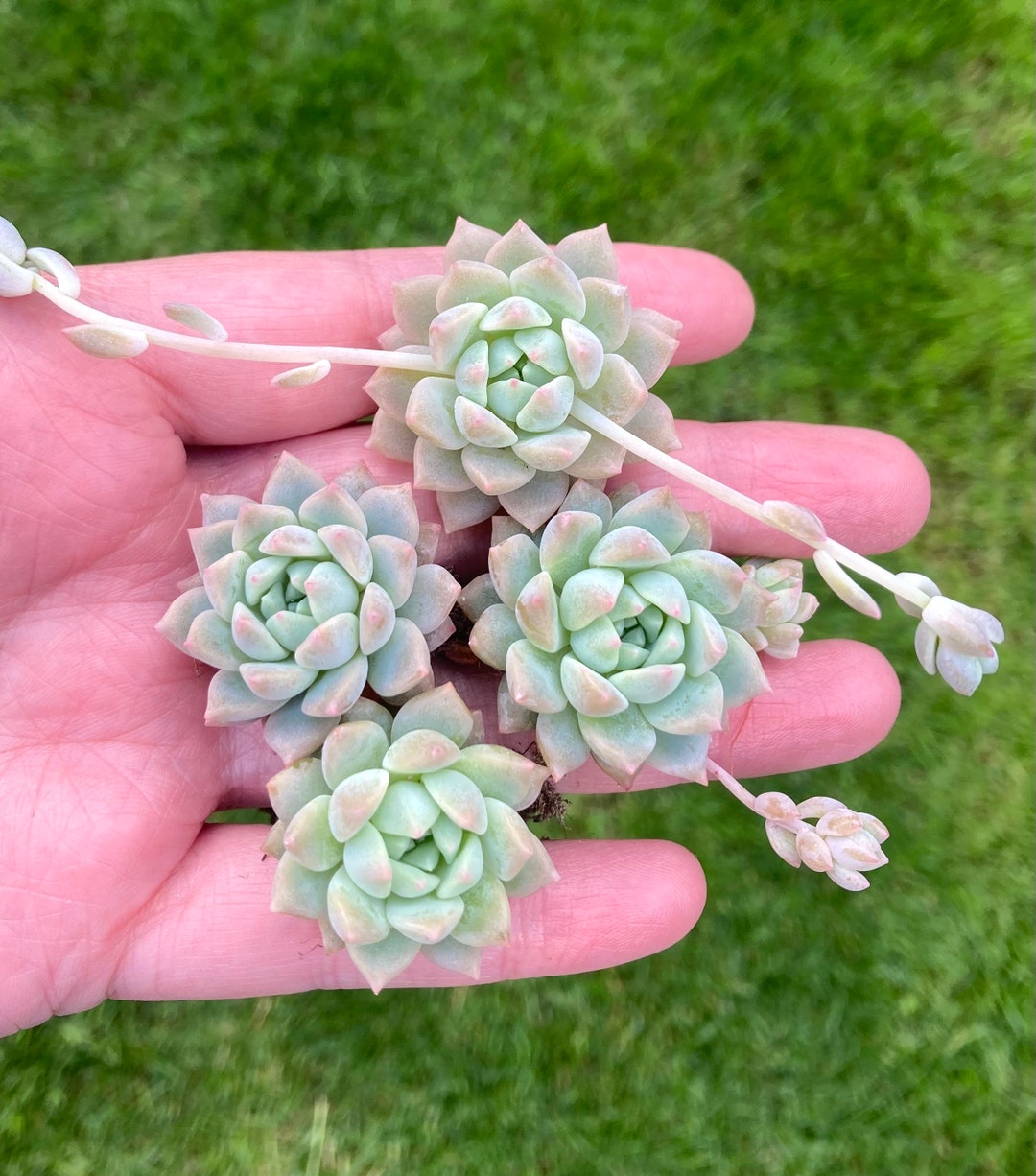 Echeveria Prolifica X1 Miniature Succulent Plant - Etsy UK