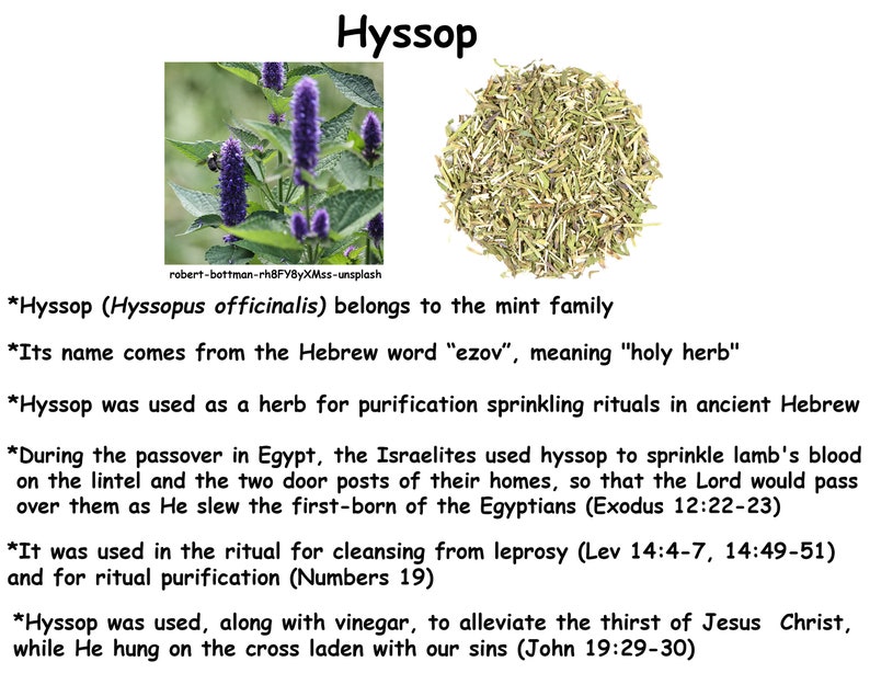 Cleanse Me With Hyssop and I Shall Be Clean Psalm 51:7 Hyssop Natural ...