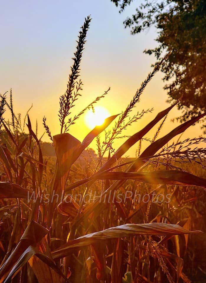 Corn Stalk, Farm Life Pictures, Harvest Time, Farmhouse Wall Art ...