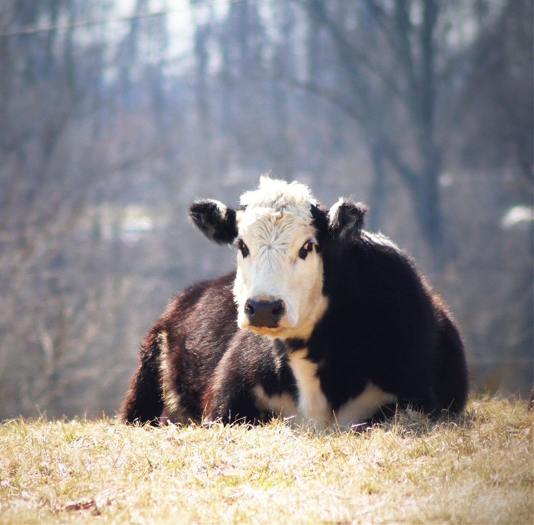 Cow, Cows, Farm Life Pictures, Farmhouse Wall Art, Western Decor ...