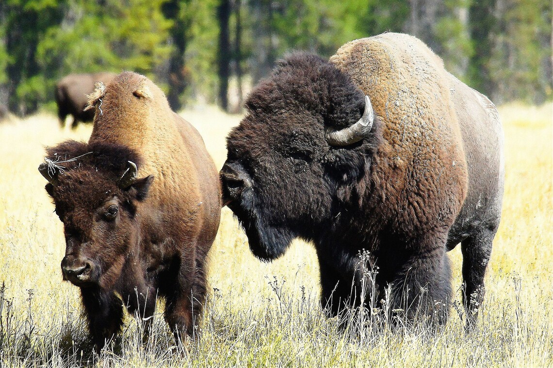 Bison Love, Buffalo, Wildlife, Yellowstone, Farm Life Pictures ...