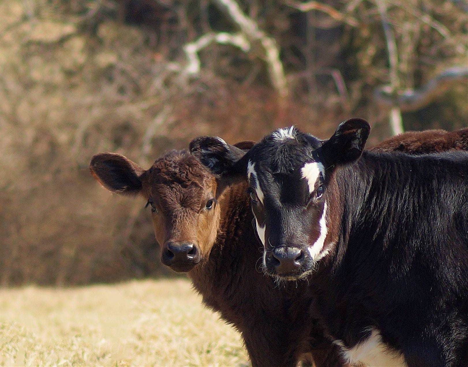 Calves Farmhouse Wall Art Baby Calf Calf Farm Life Pictures Cow Western ...