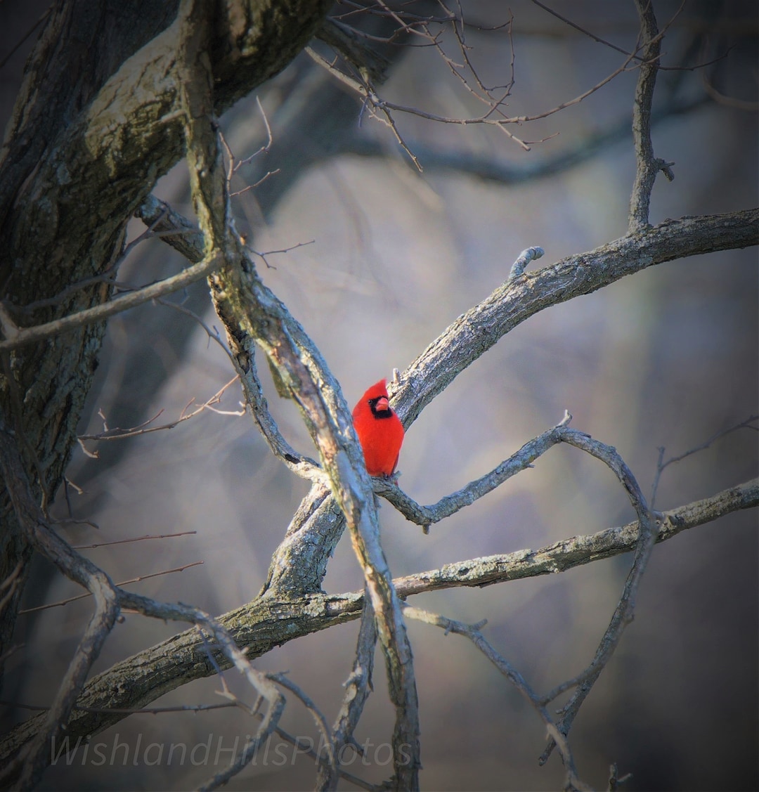 Cardinal, Red Birds, Bird Pictures, Farm Life Pictures, Farmhouse Wall ...