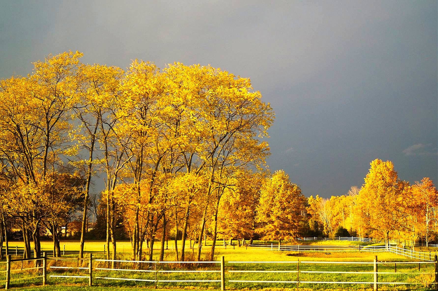 Farm Life Pictures, Fall Pictures, Fall Trees, Farmhouse Wall Art ...