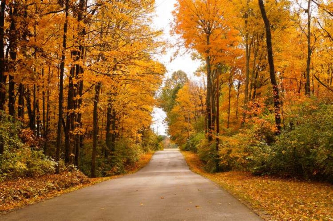 Ohio Backroads, Trees, Tree Lined Roads, Country, Fall Colors, Farm ...