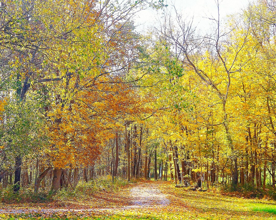Kentucky Backroads, Trees, Tree Lined Roads, Country, Fall Colors, Farm ...