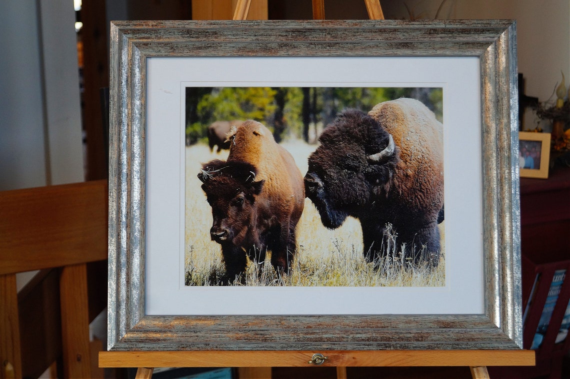 Bison Love, Buffalo, Wildlife, Yellowstone, Farm Life Pictures ...