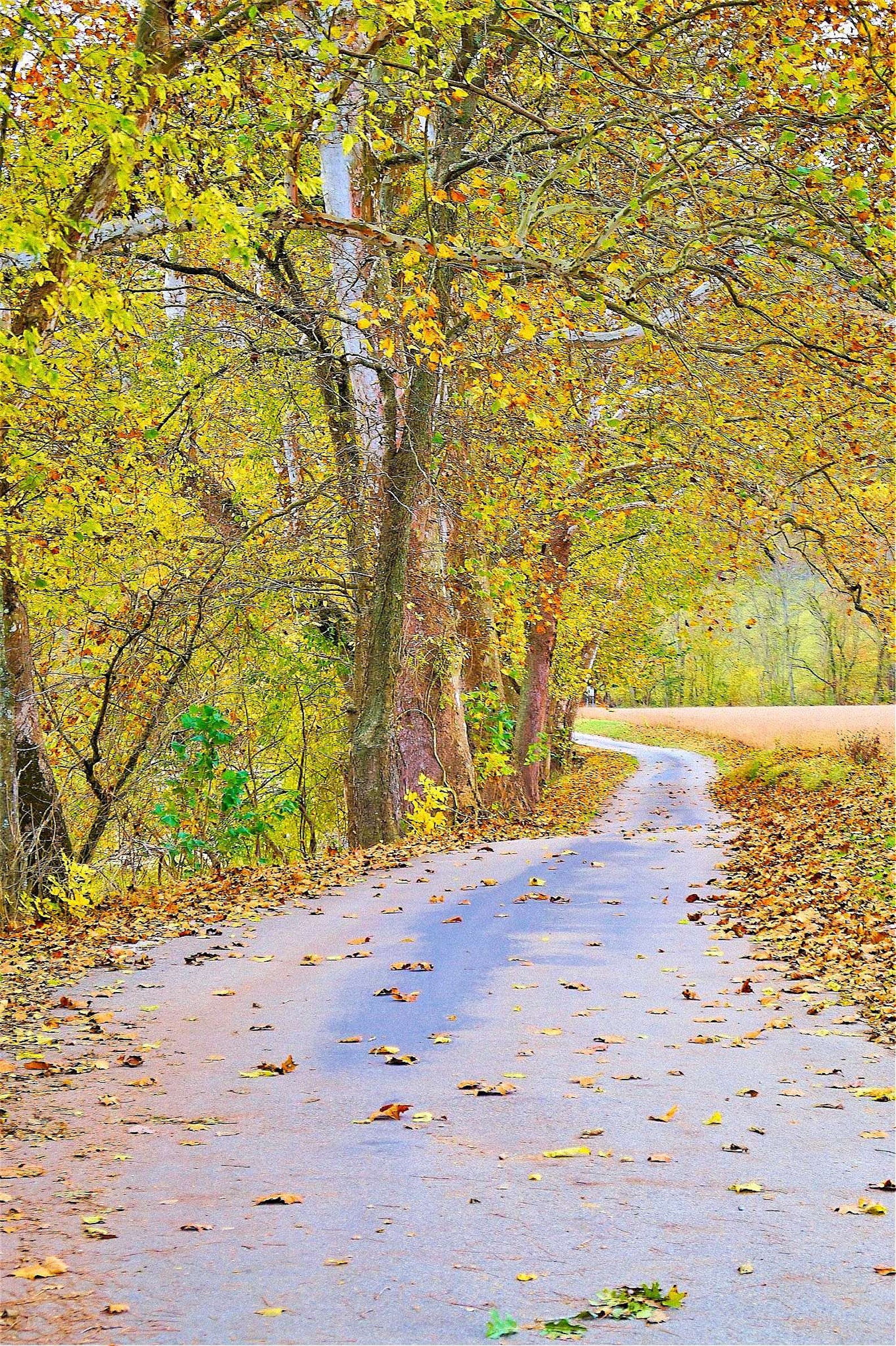 Kentucky Backroads, Trees, Tree Lined Roads, Country, Fall Colors, Farm ...