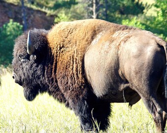 Bison Love Buffalo Wildlife Yellowstone Farm Life | Etsy
