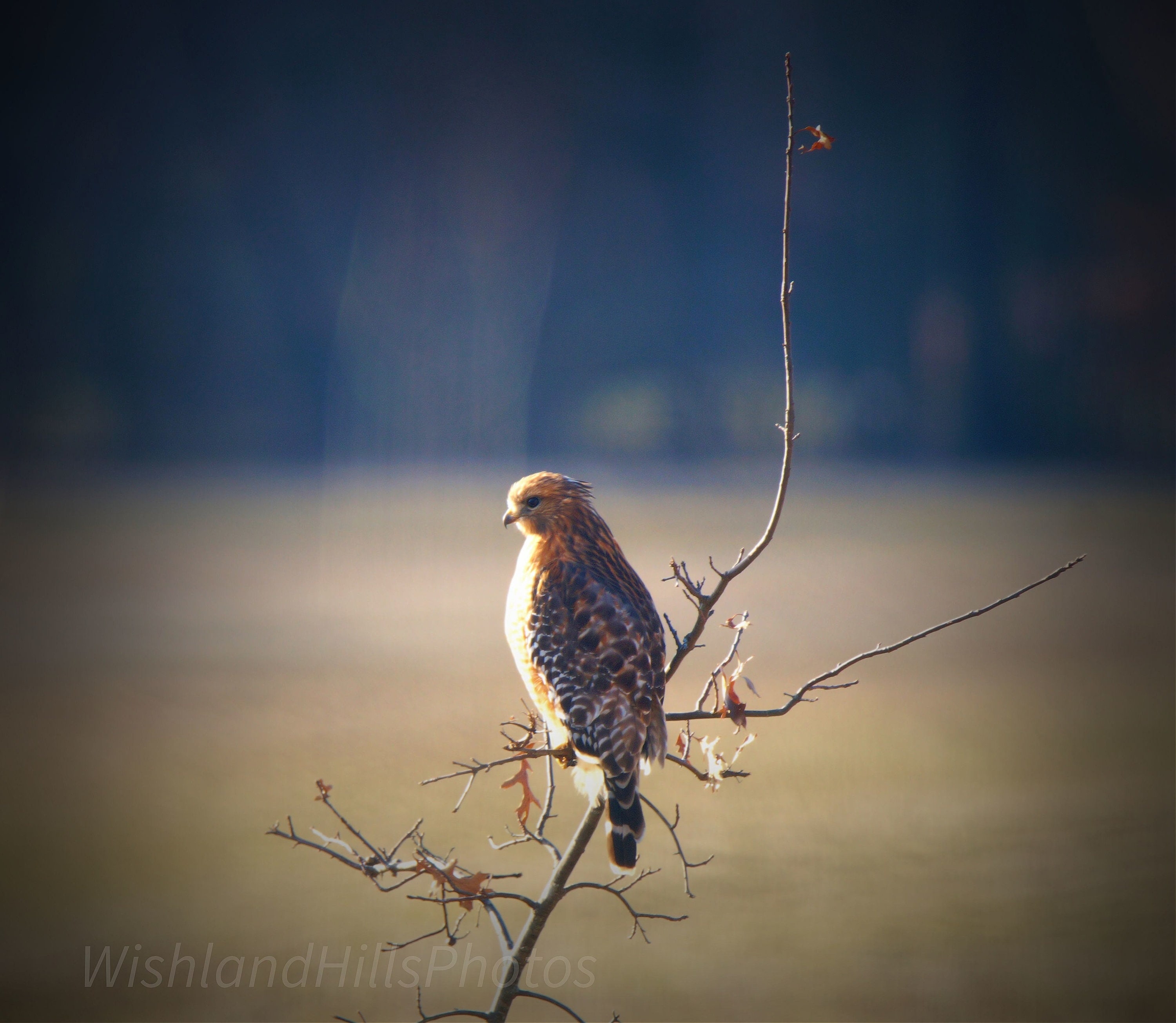 Red Shouldered Hawk, Spirit Animal, Bird Pictures, Farm Life Pictures ...