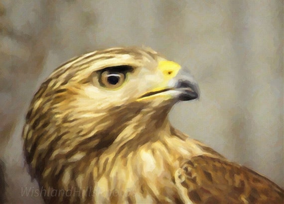 Hawk Digital Oil Painting Print to Paint Look Spirit | Etsy