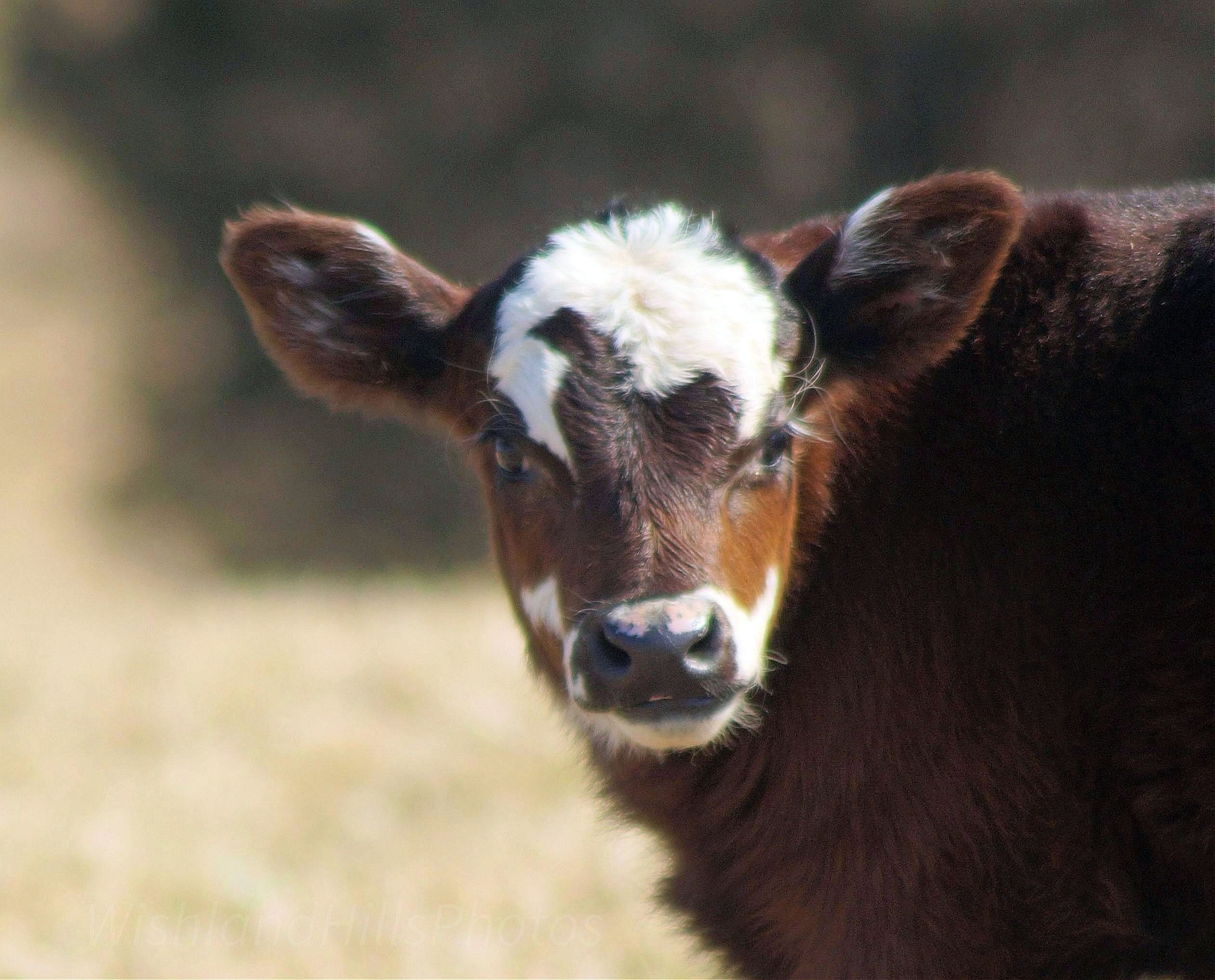 Calves Calf Cow Baby Calf Farm Life Pictures Farmhouse - Etsy
