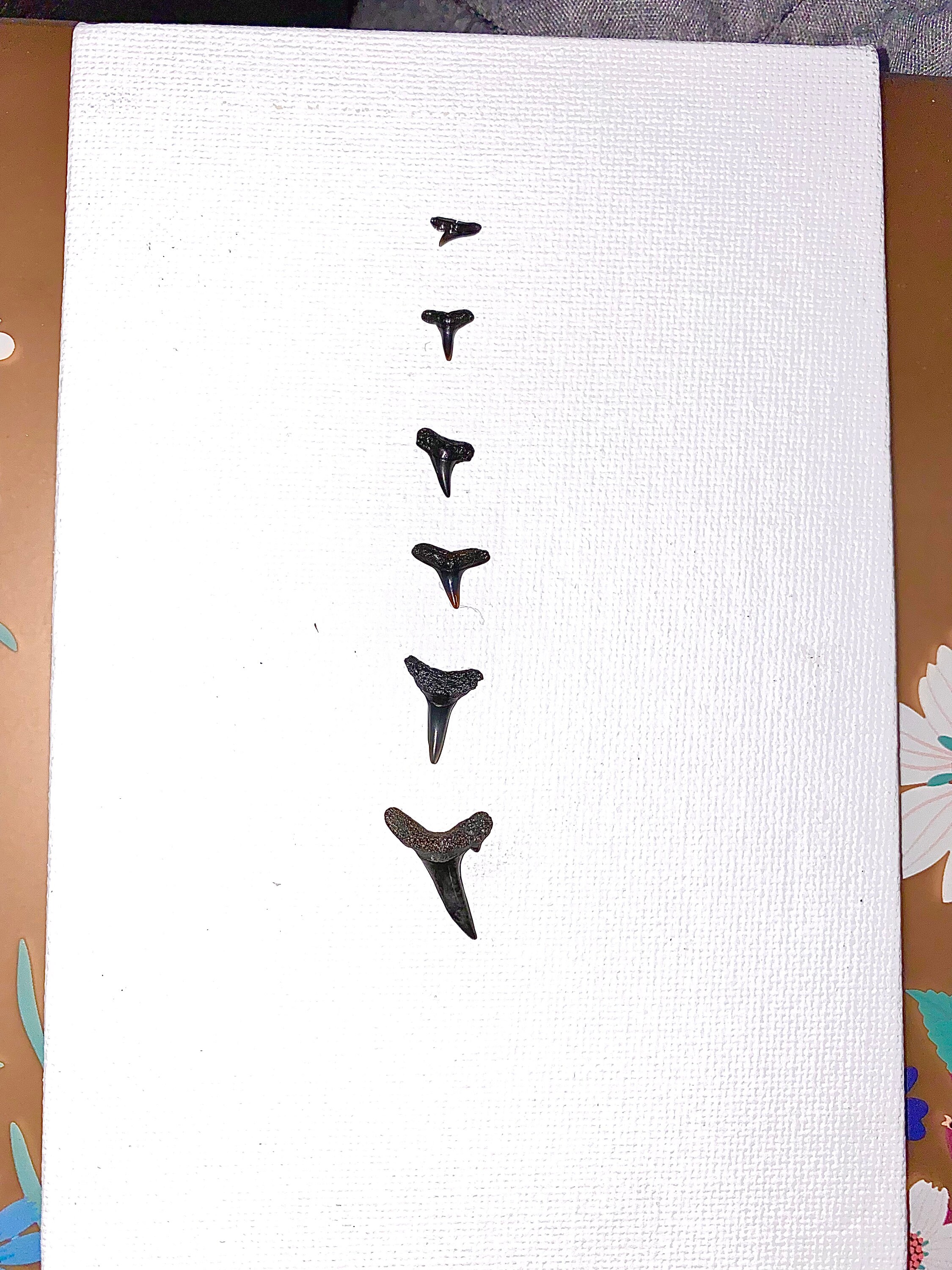 Custom Shark Tooth Shadow Box - Etsy