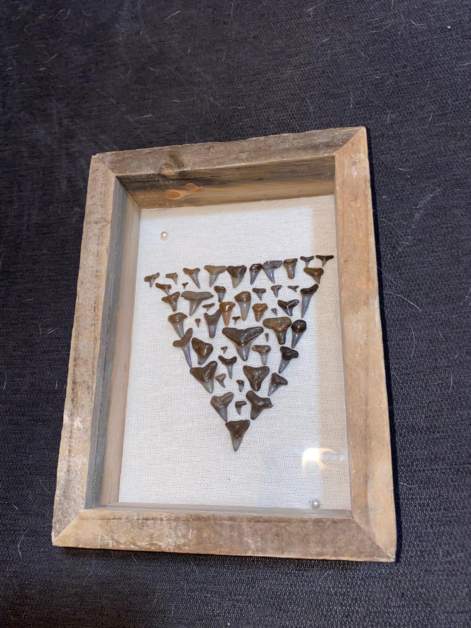 Handmade Sharks Tooth Shadow Box - Etsy