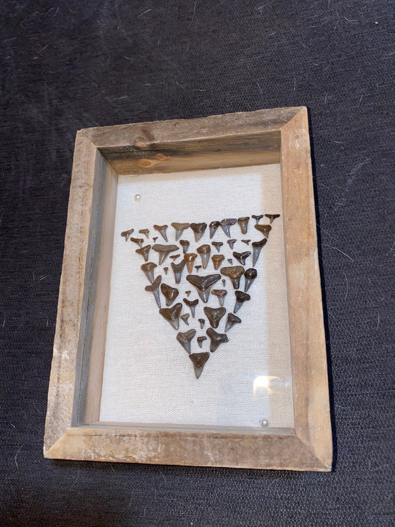 Handmade Sharks Tooth Shadow Box - Etsy