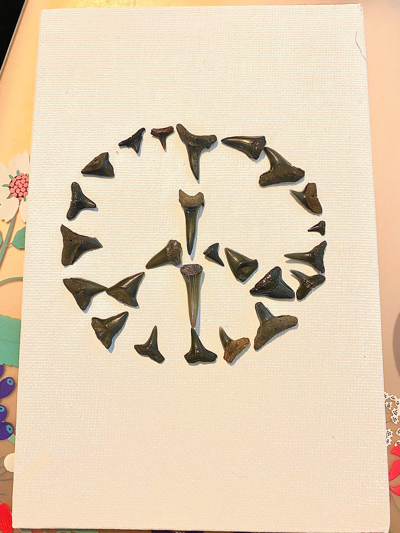 Custom Shark Tooth Shadow Box - Etsy