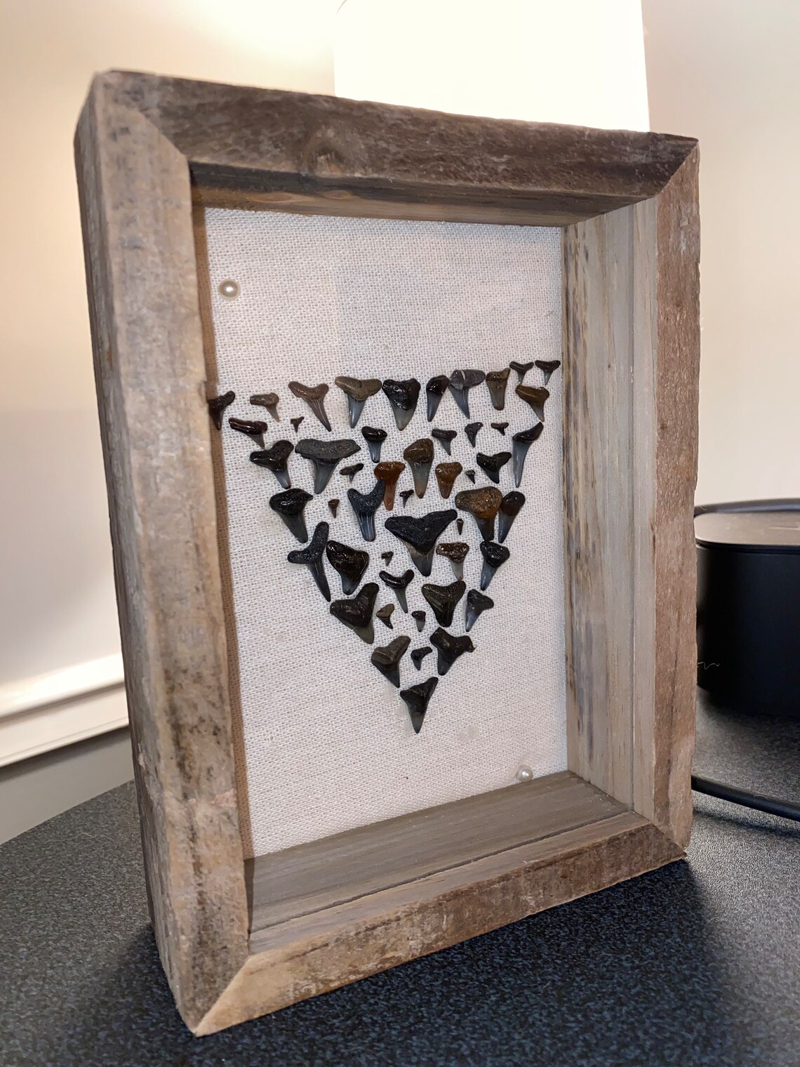 Handmade Sharks Tooth Shadow Box - Etsy
