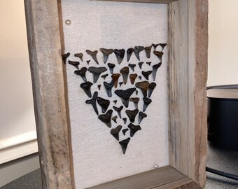 Sharks Tooth Shadow Box - Etsy