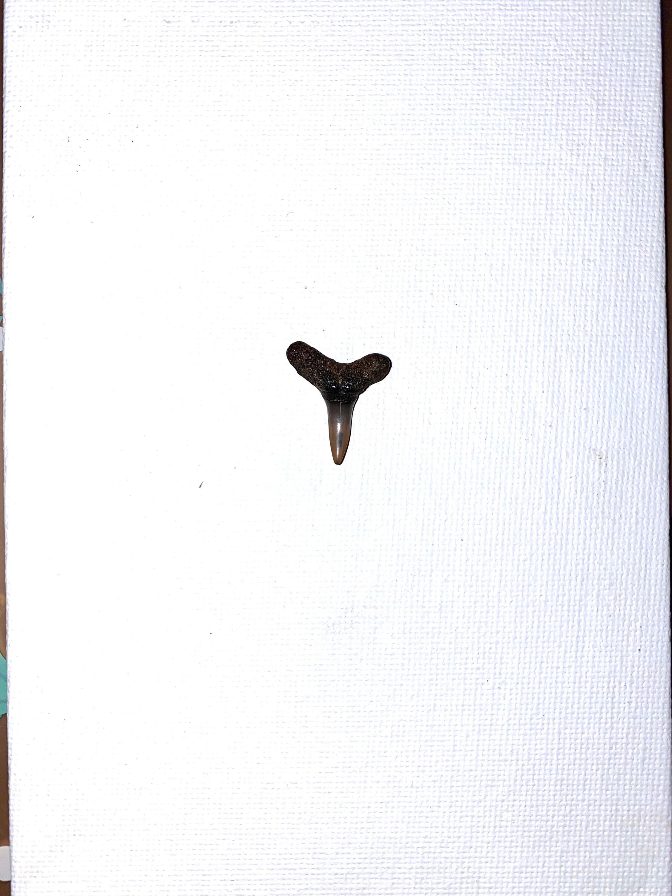 Custom Shark Tooth Shadow Box - Etsy