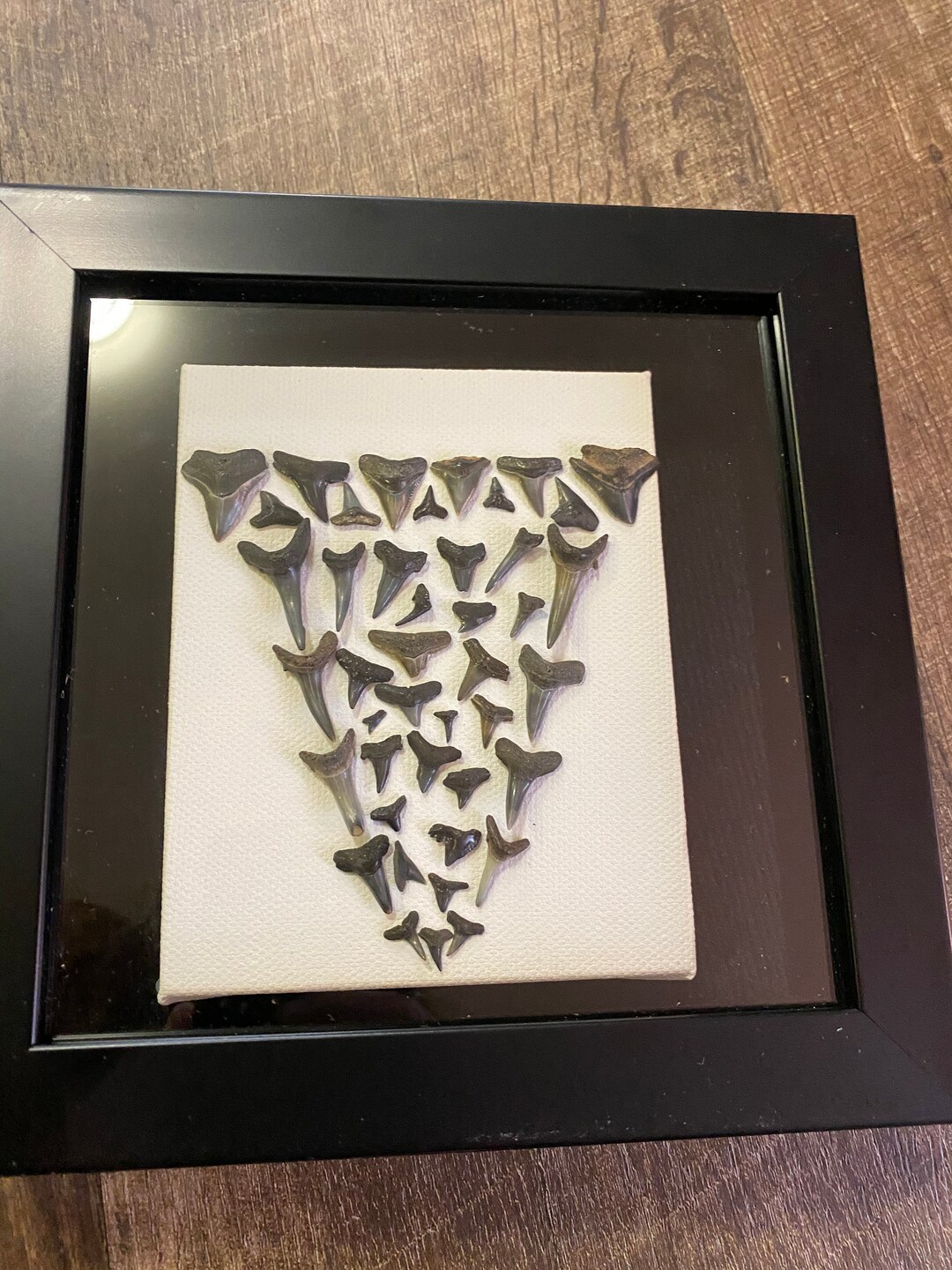 Custom Shark Tooth Shadow Box - Etsy