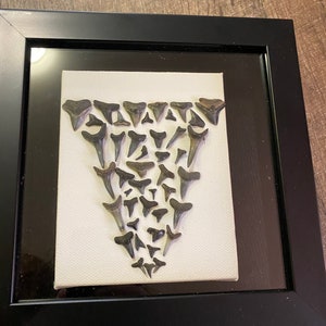 Custom Shark Tooth Shadow Box - Etsy