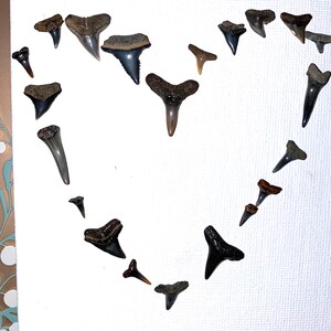 Custom Shark Tooth Shadow Box - Etsy