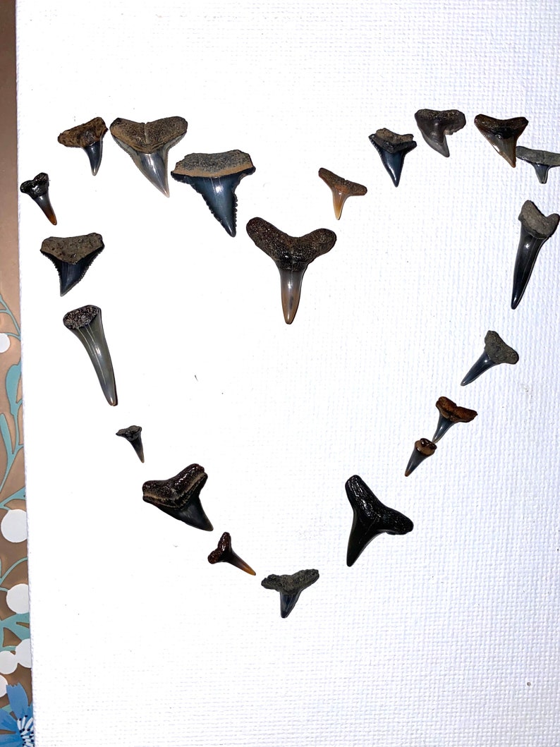 Custom Shark Tooth Shadow Box - Etsy
