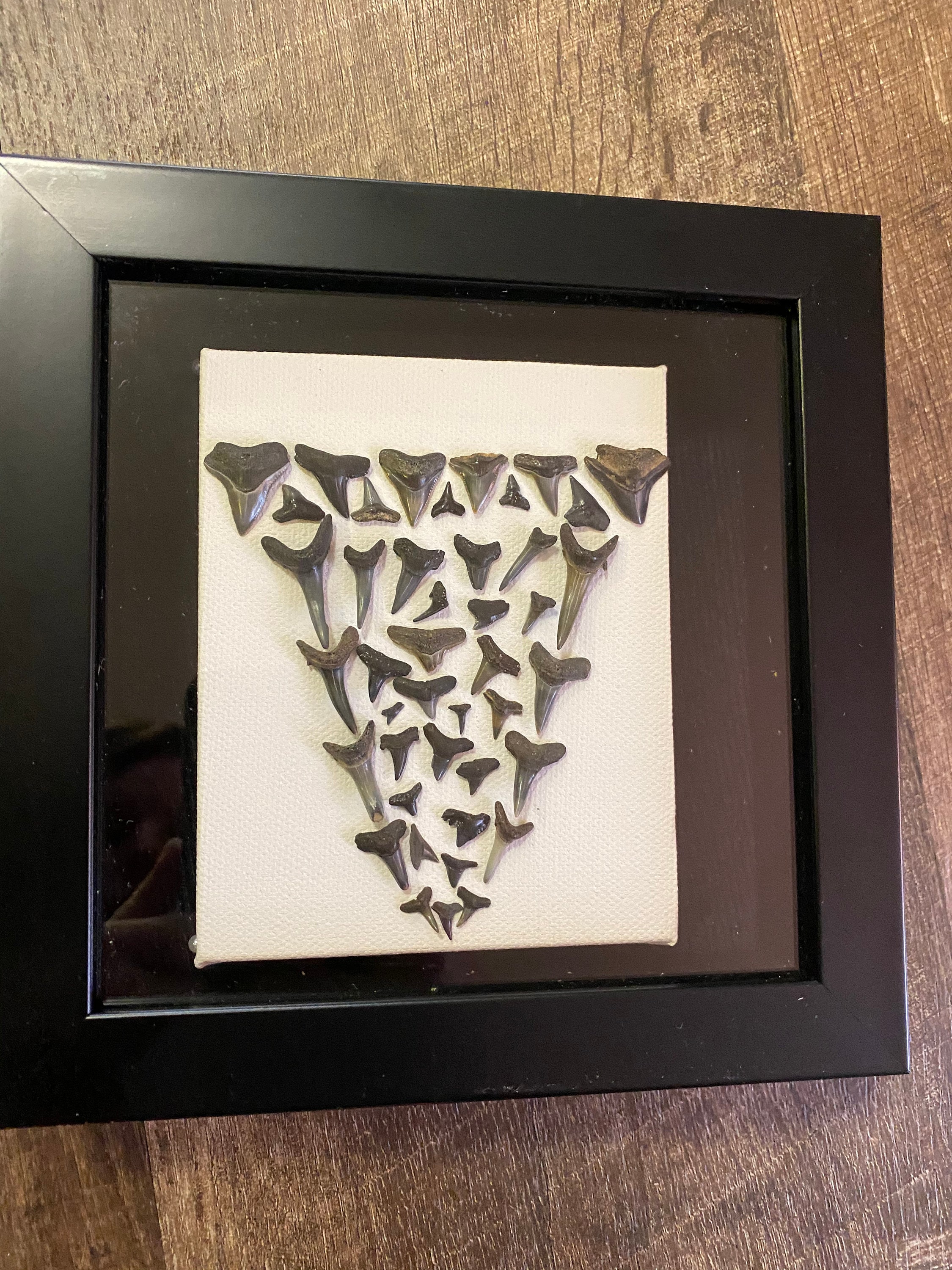 Custom Shark Tooth Shadow Box - Etsy