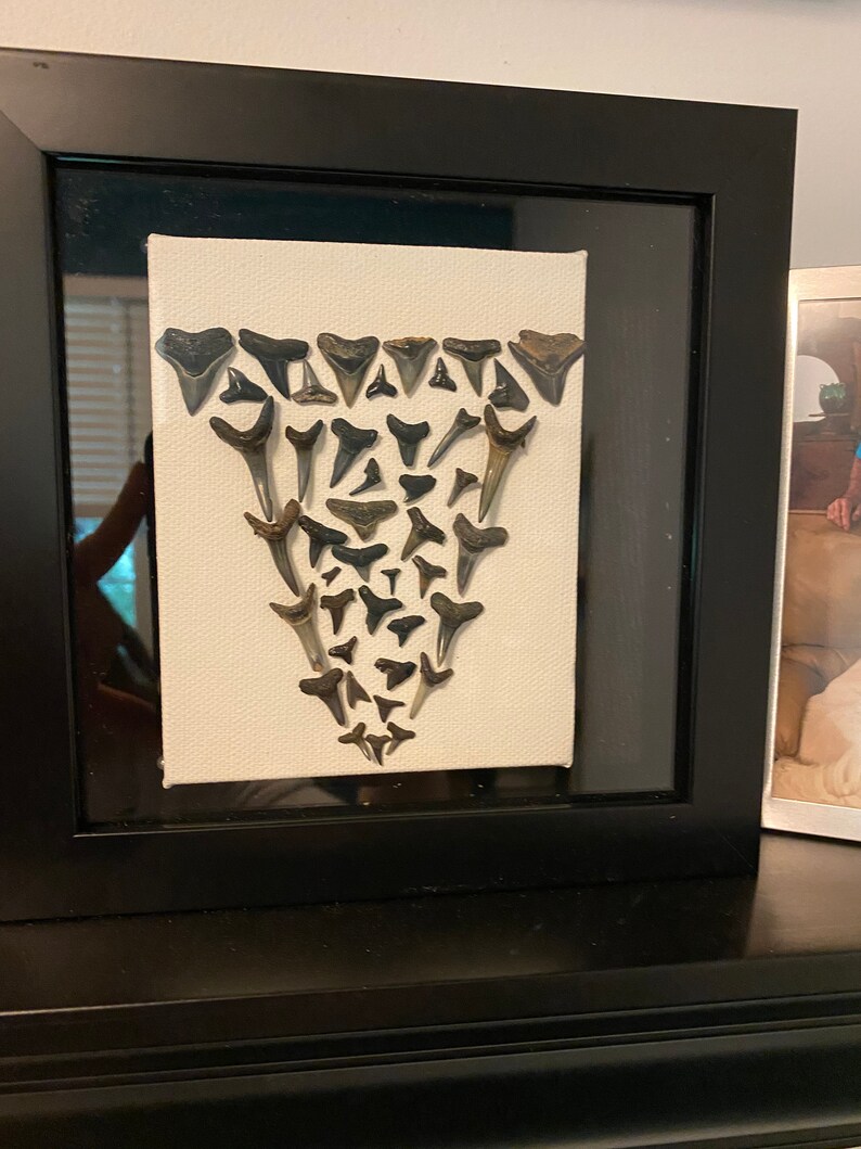 Custom Shark Tooth Shadow Box - Etsy