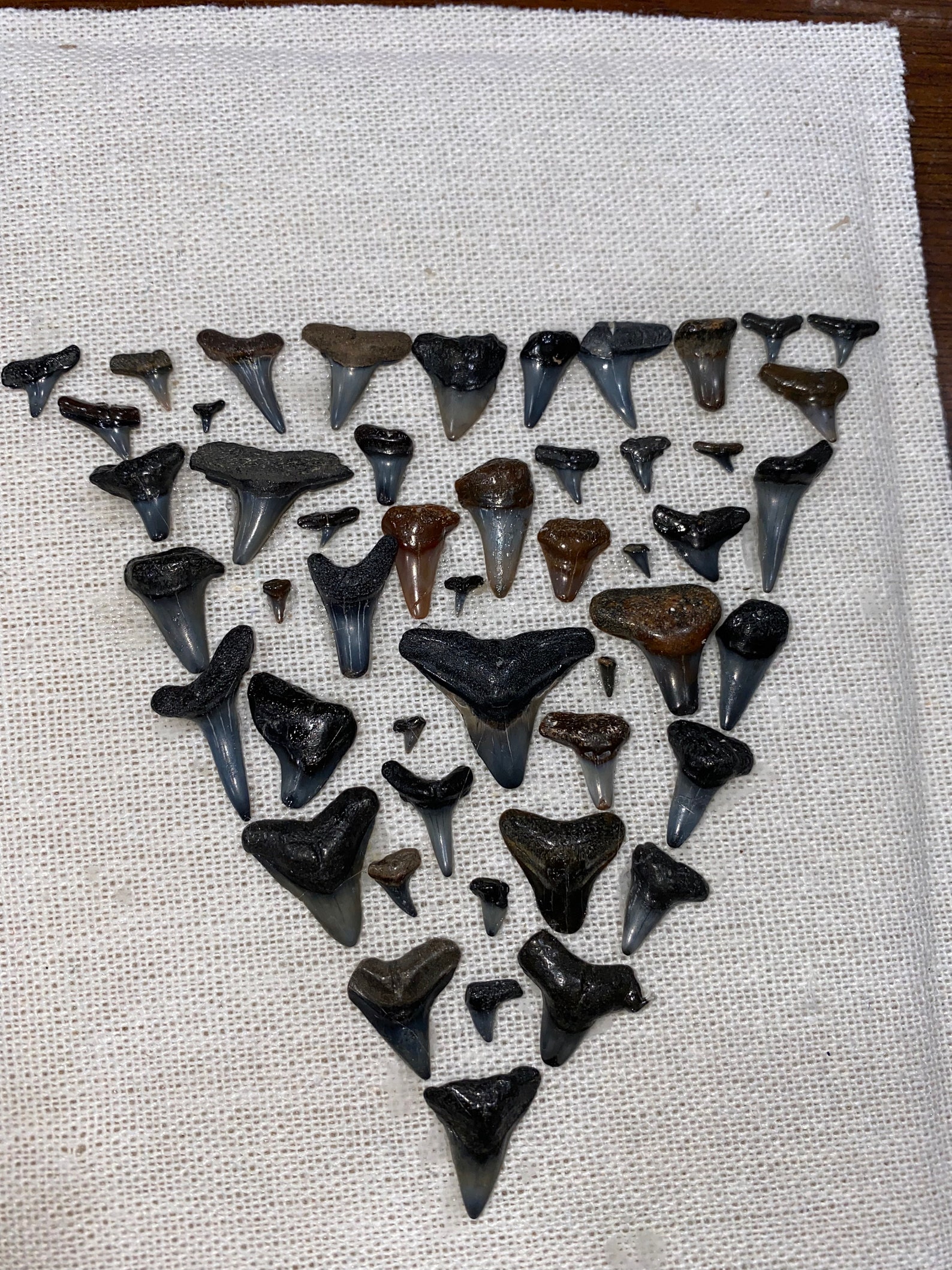 Handmade Sharks Tooth Shadow Box - Etsy