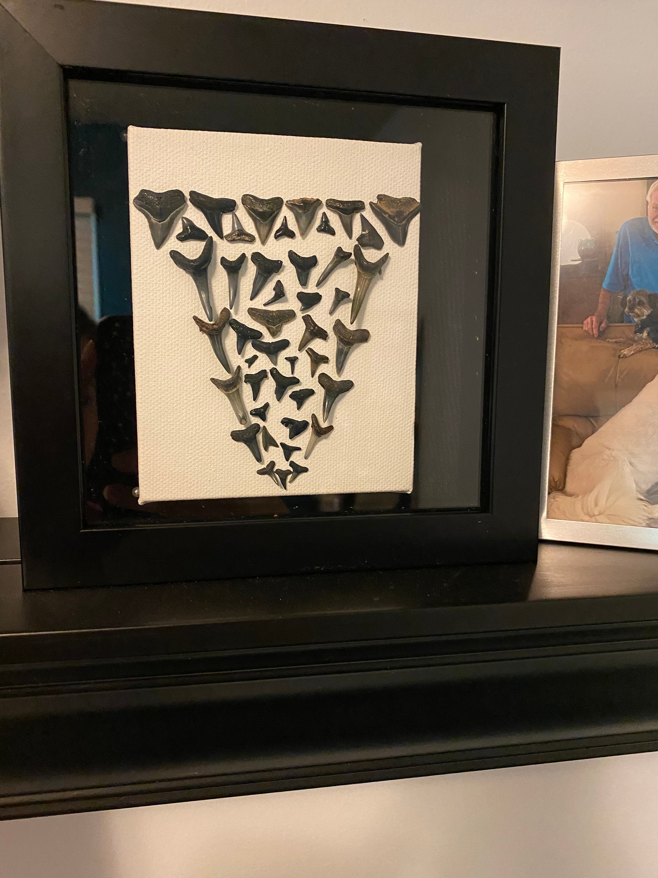 Custom Shark Tooth Shadow Box - Etsy