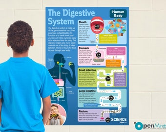 Digestive System Anatomy Poster - Etsy