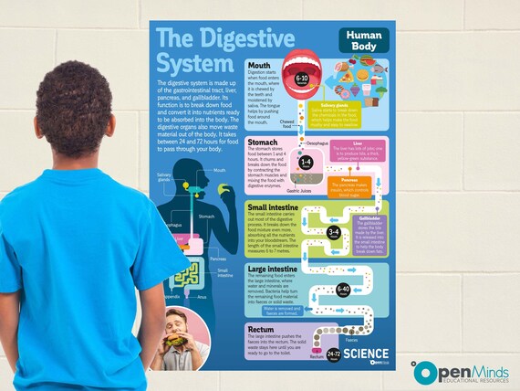 The Digestive System Poster A1 Teachers Educational Kids Wall - Etsy