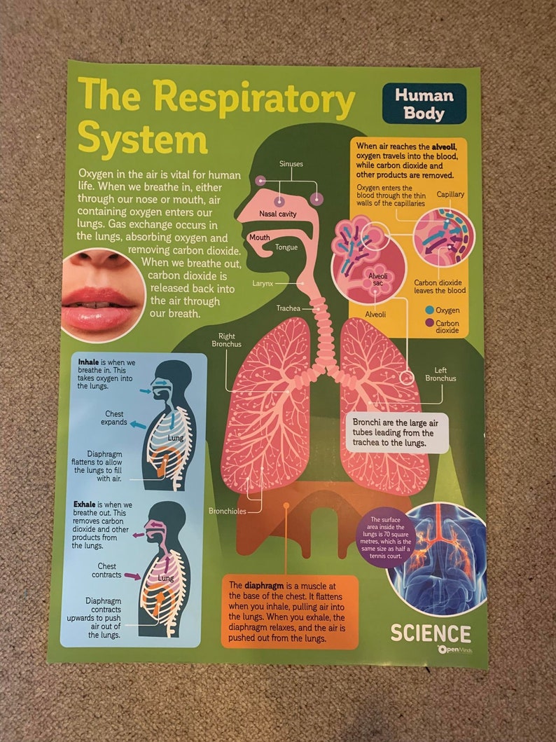 The Respiratory System Anatomy Poster A1 Teachers Educational - Etsy